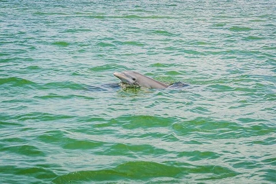 From Naples, FL: Marco Island Mangroves Kayak or Paddle Tour - FAQs