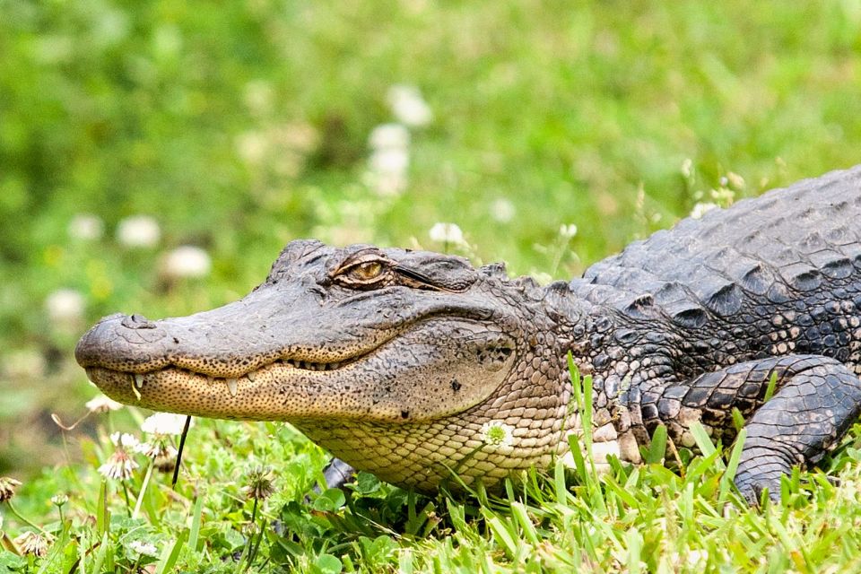 From New Orleans: Airboat Adventure Tour with Transportation - Key Points