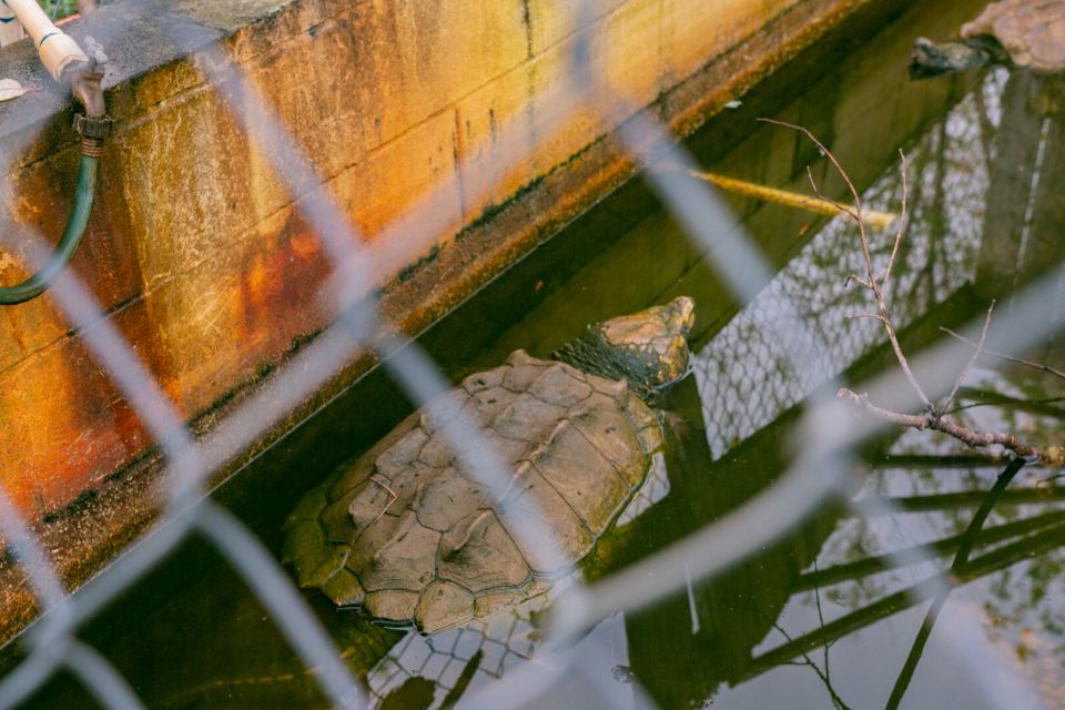 From New Orleans: Swamp Airboat, 2 Plantation Tours & Lunch - Timing and Practical Details