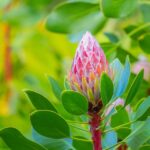 From Oahu: Best of Maui/Haleakala - Sips, Sites & Bites - Iao Valley: Lush Beauty and Cultural Significance