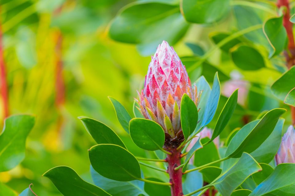 From Oahu: Best of Maui/Haleakala - Sips, Sites & Bites - Iao Valley: Lush Beauty and Cultural Significance