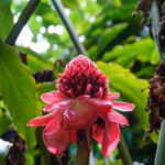 From Oahu: Kauai Waimea Canyon and Koke'e State Park Tour - Who Will Love This Tour?