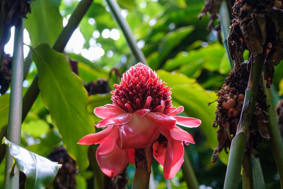 From Oahu: Kauai Waimea Canyon & Wailua River Tour - Wailua River and Fern Grotto: A Lush, Cultural Experience