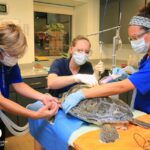 From Orlando: Clearwater Beach and Marine Aquarium Admission - Beach Time: Relaxing on Clearwater’s White Sands