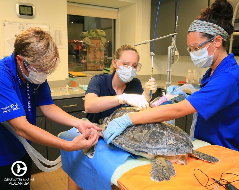 From Orlando: Clearwater Beach and Marine Aquarium Admission - Beach Time: Relaxing on Clearwater’s White Sands