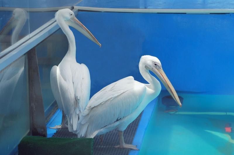 From Orlando: Clearwater Beach and Marine Aquarium Admission - Whats Included and Whats Not
