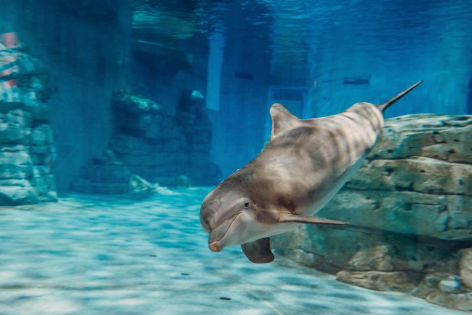 From Orlando: Day Trip to Clearwater Beach with Options - Final Thoughts: Who Will Love This Tour?