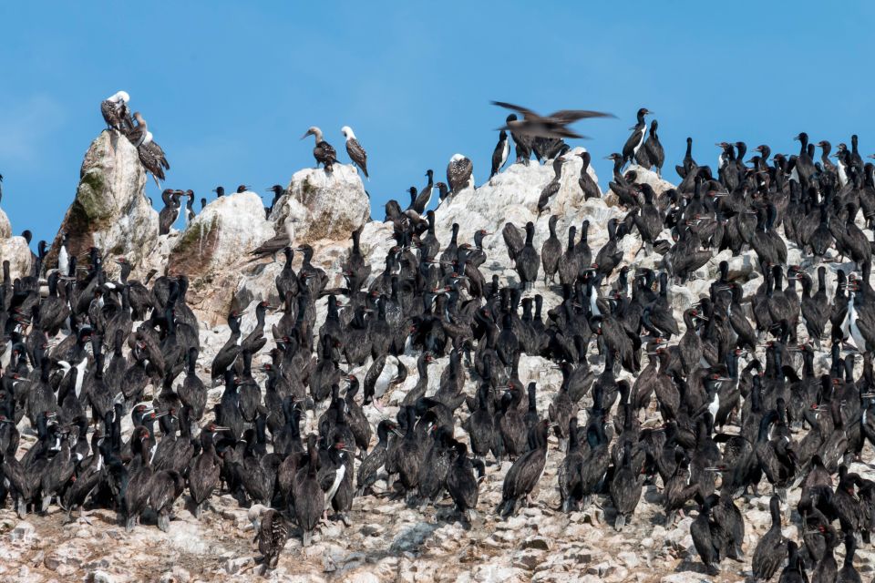 From Paracas: Ballestas Islands tour all Inclusive - From Paracas: Ballestas Islands Tour All Inclusive — A Complete Guide