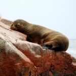 From Paracas: Ballestas Islands tour all Inclusive - Introduction to the Experience