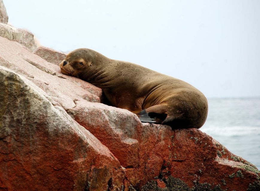 From Paracas: Ballestas Islands tour all Inclusive - Introduction to the Experience