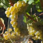 From Portland: Willamette Valley Full-Day Wine Tour - The Experience for Different Travelers