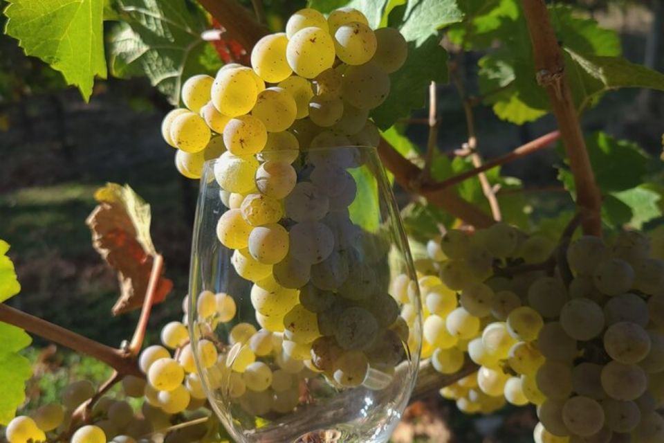 From Portland: Willamette Valley Full-Day Wine Tour - The Experience for Different Travelers