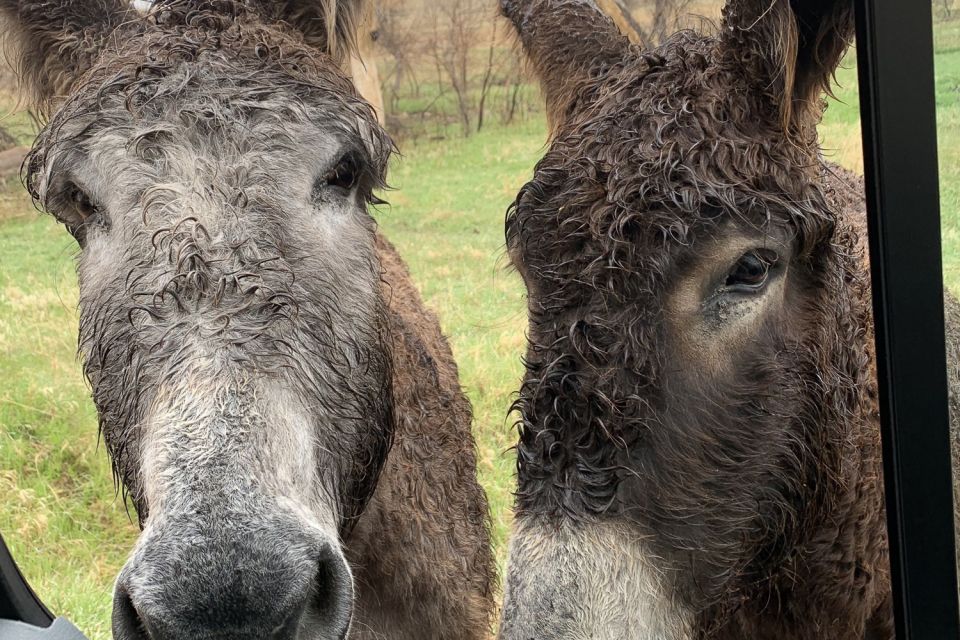 From Rapid City: Custer State Park Private Safari and Hiking - The Value of a Private Tour