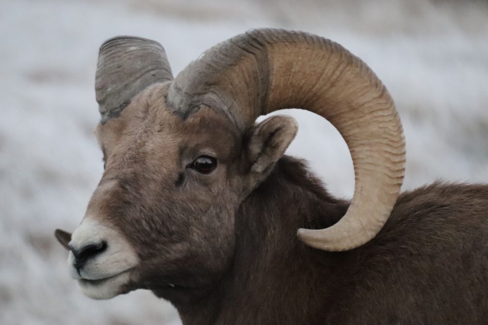 From Rapid City: Epic Badlands Tour and Legendary Wall Drug - Practical Details: Transportation, Duration, and Pricing