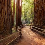 From San Francisco: Alcatraz Island & Guided Muir Woods Tour - The Practical Side: What to Expect