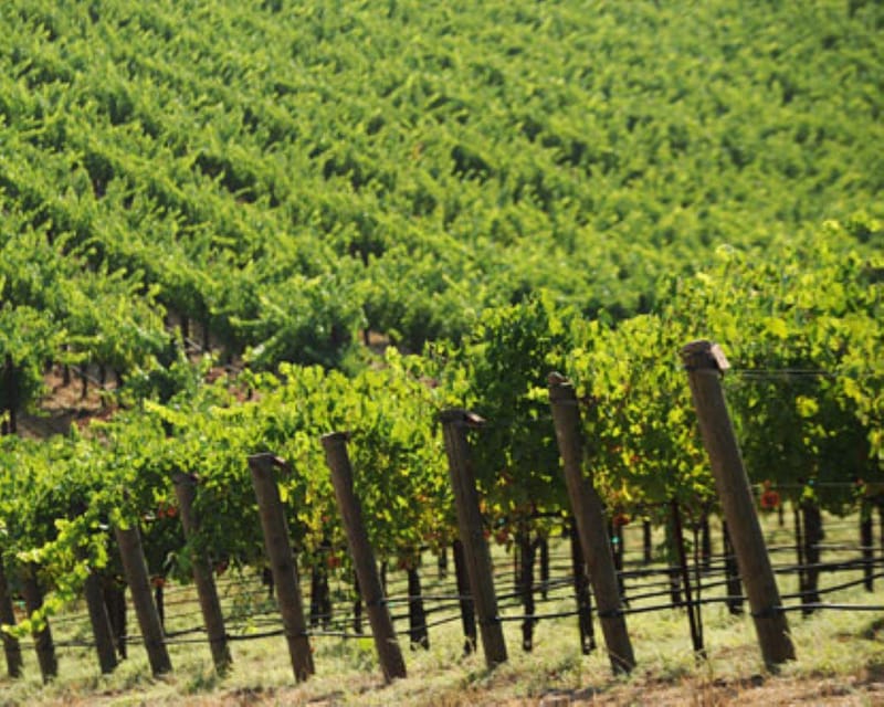 From San Francisco: Benziger's Wine Wonderland Tour - Key Points