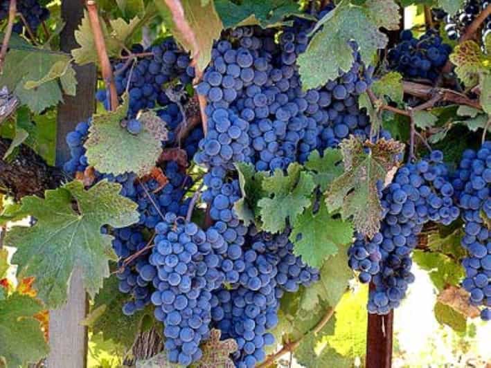 From San Francisco: Benziger's Wine Wonderland Tour - What Makes This Tour Stand Out?