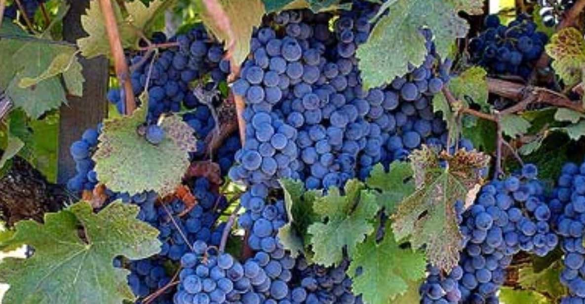 From San Francisco: Benziger's Wine Wonderland Tour - Final Thoughts: Is This Tour Worth It?
