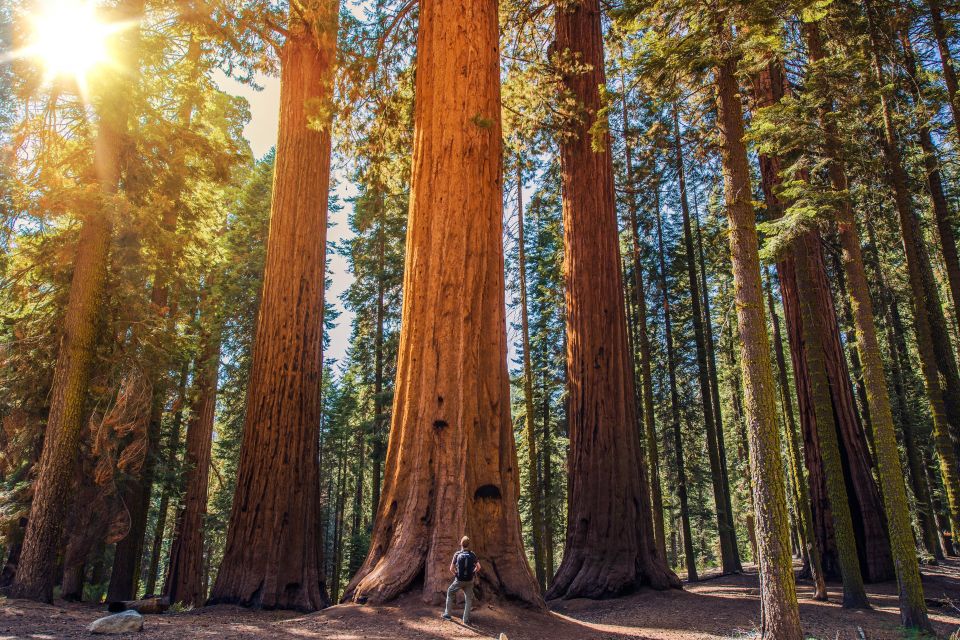 From San Francisco: Guided Muir Woods Tour - Final Thoughts