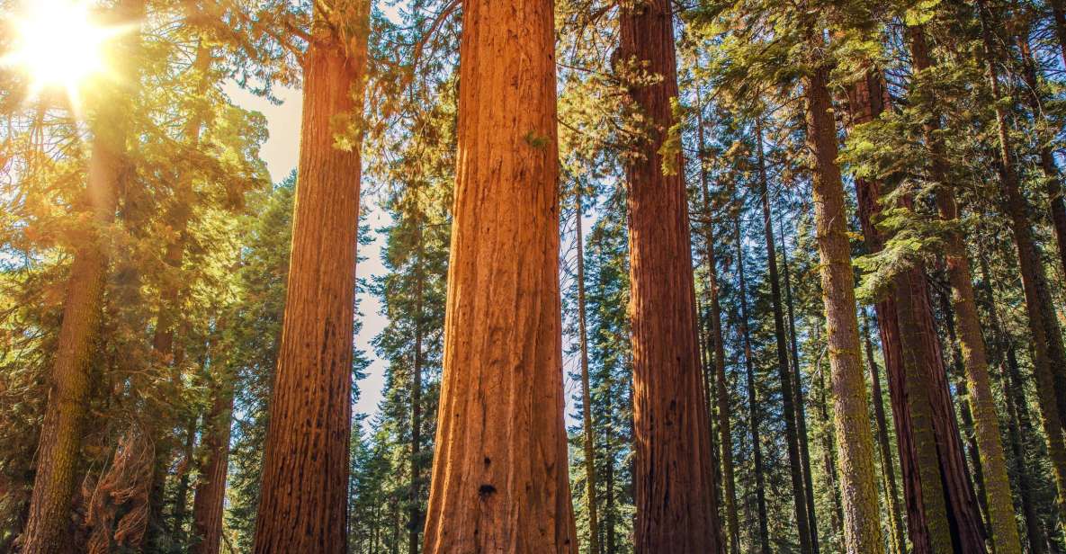 From San Francisco: Guided Tour to Muir Woods - Key Points
