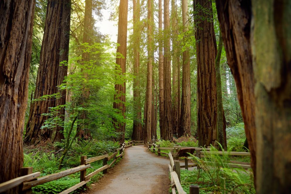 From San Francisco: Guided Tour to Muir Woods - Who This Tour Is Best For