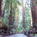 From San Francisco: Guided Tour to Muir Woods Coastal Redwoods - A Closer Look at the Tour Experience