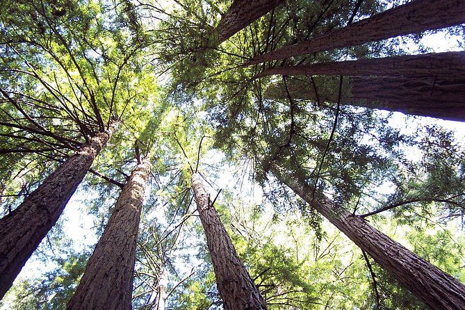 From San Francisco: Guided Tour to Muir Woods Coastal Redwoods - Final Thoughts