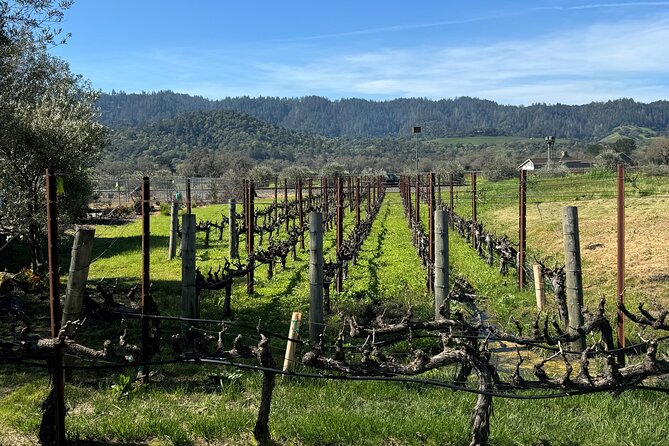 From San Francisco: Half-Day Wine Aficionado Tour with Tastings - An In-Depth Look at the Tour Itinerary