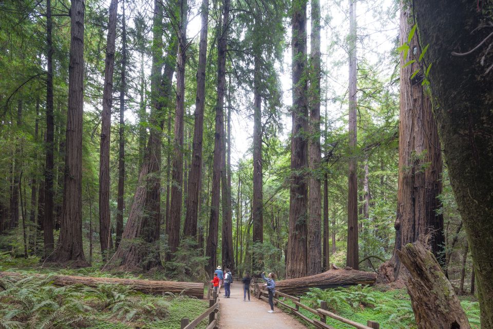 From San Francisco: Muir Woods, Sausalito and Alcatraz Tour - The Sum Up