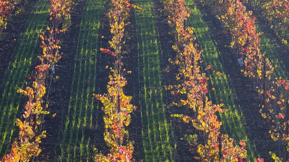 From San Francisco: Napa and Sonoma Private Wine Tour - The Sum Up
