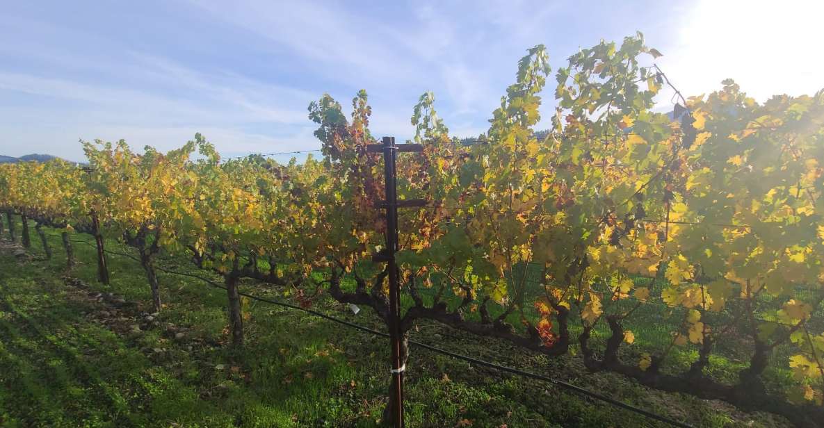 From San Francisco: Napa and Sonoma Private Wine Tour - FAQ