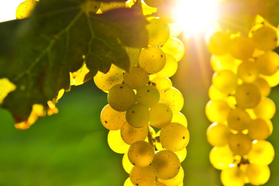 From San Francisco: Napa & Sonoma Valley Full-Day Wine Tour - Key Points