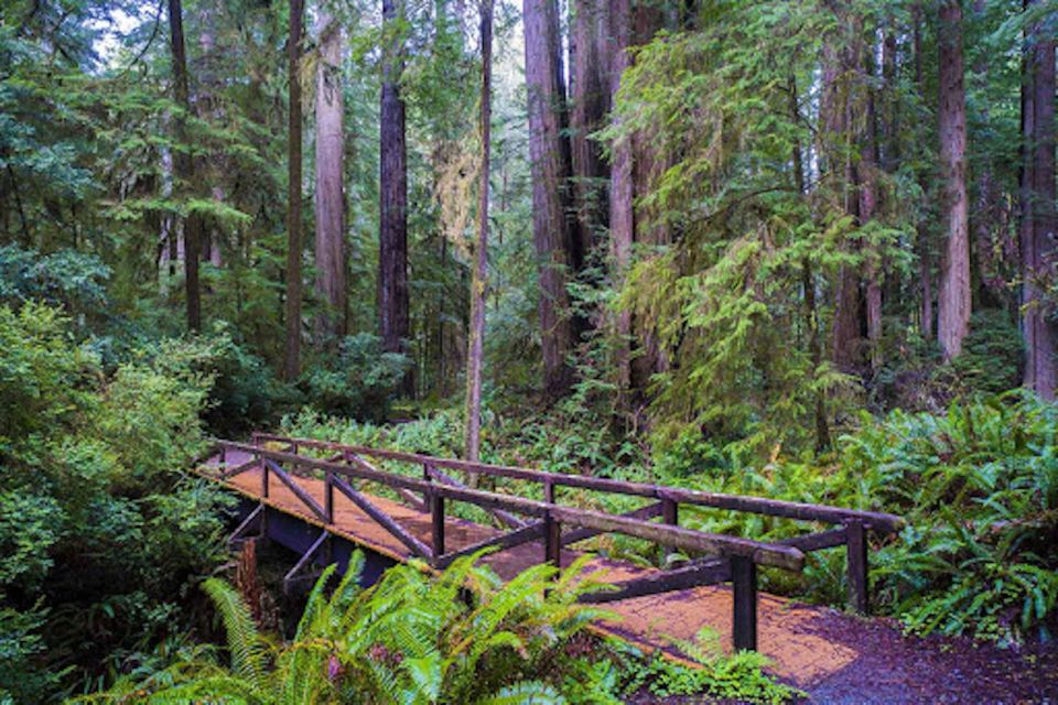 From San Francisco: Private Muir Woods and Napa Wine Tour - The Sum Up