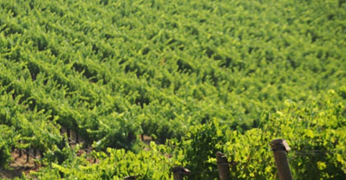 From San Francisco: Santa Rosa Wine Tasting Tour - Key Points