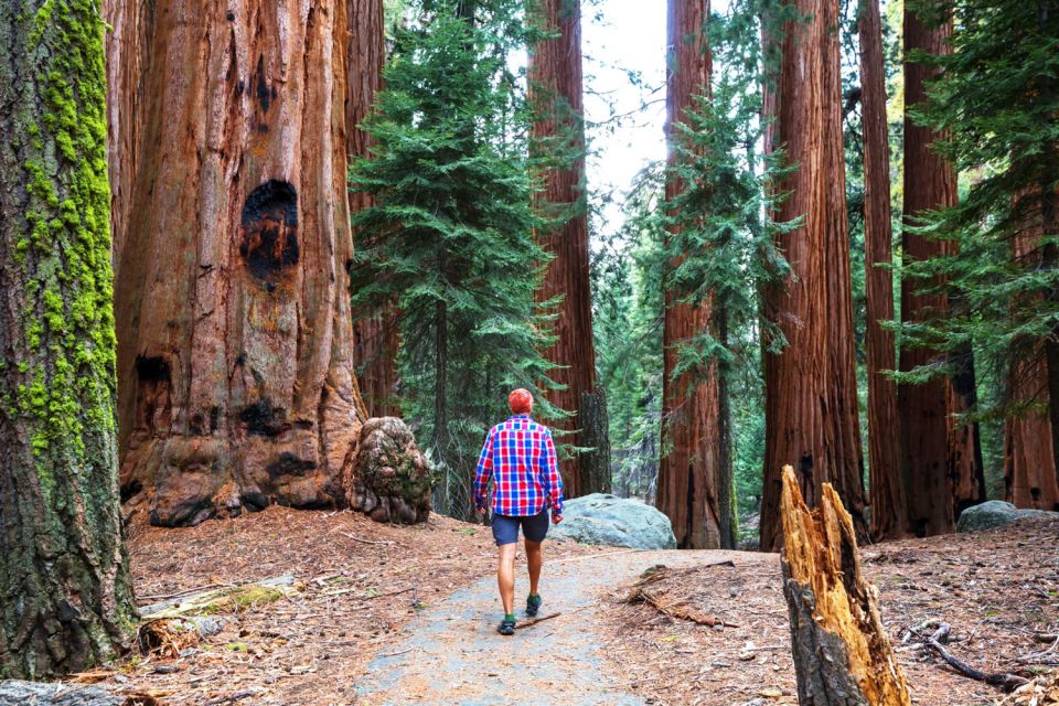 From San Francisco: Yosemite & Tahoe Sierras 4-Day Trip - Authentic Insights from Past Travelers
