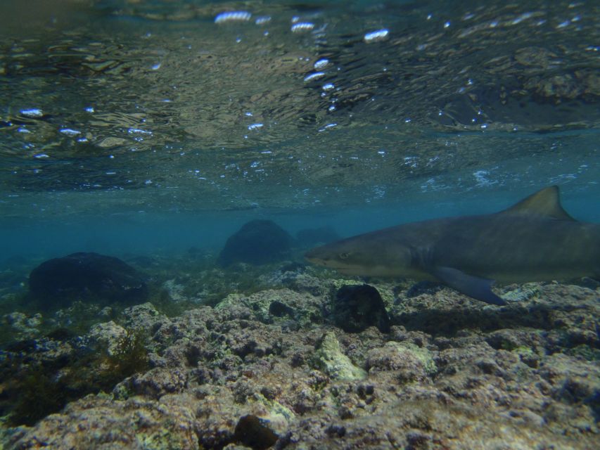 From Santa Maria: Guided Lemon Shark Watching - Who Will Love This Tour?  
