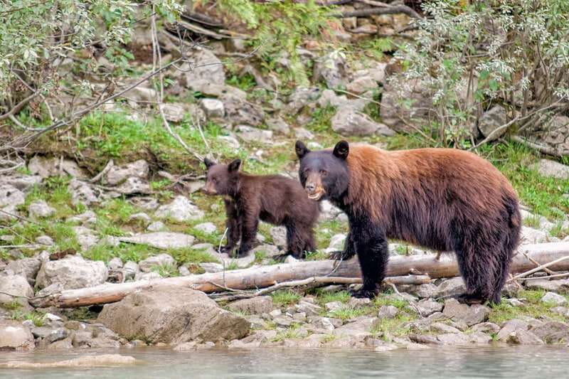 From Seattle: Canadian Rockies 7Day National Parks Tour - What’s the Value?
