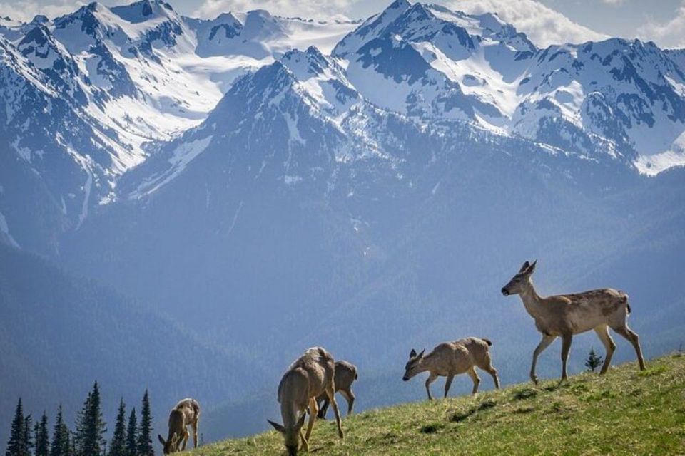 From Seattle: Olympic National Park Full Day Tour - Exploring Olympic National Park from Seattle: A Full-Day Adventure