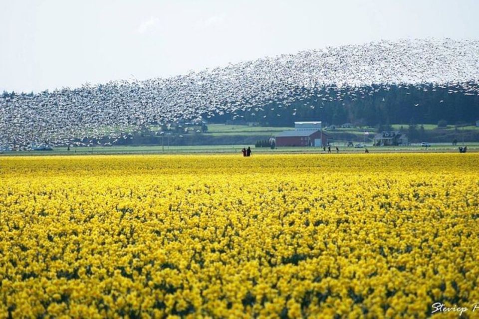 From Seattle:Tulip Festival at Skagit Valley and La Conner - Price and Value