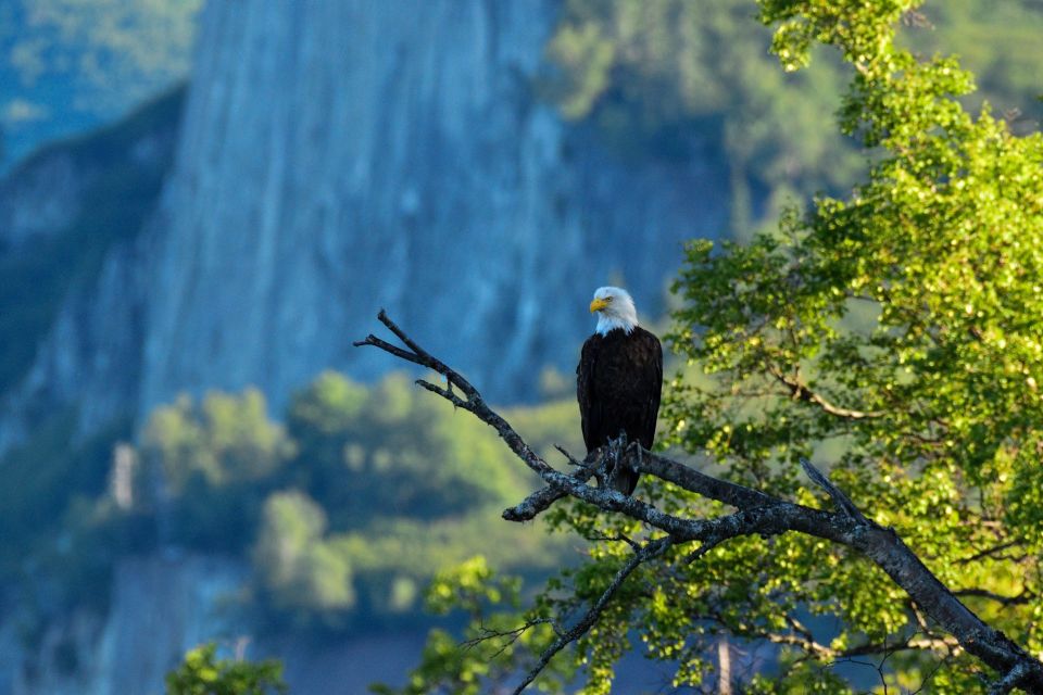 From Seward: 4-hour Wilderness Hiking Tour - Final Thoughts on the Seward Wilderness Hiking Tour