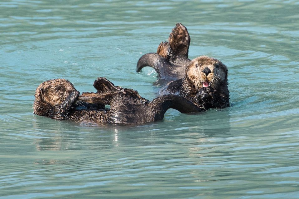 From Seward: Half-Day Resurrection Bay Wildlife Cruise Tour - Key Points