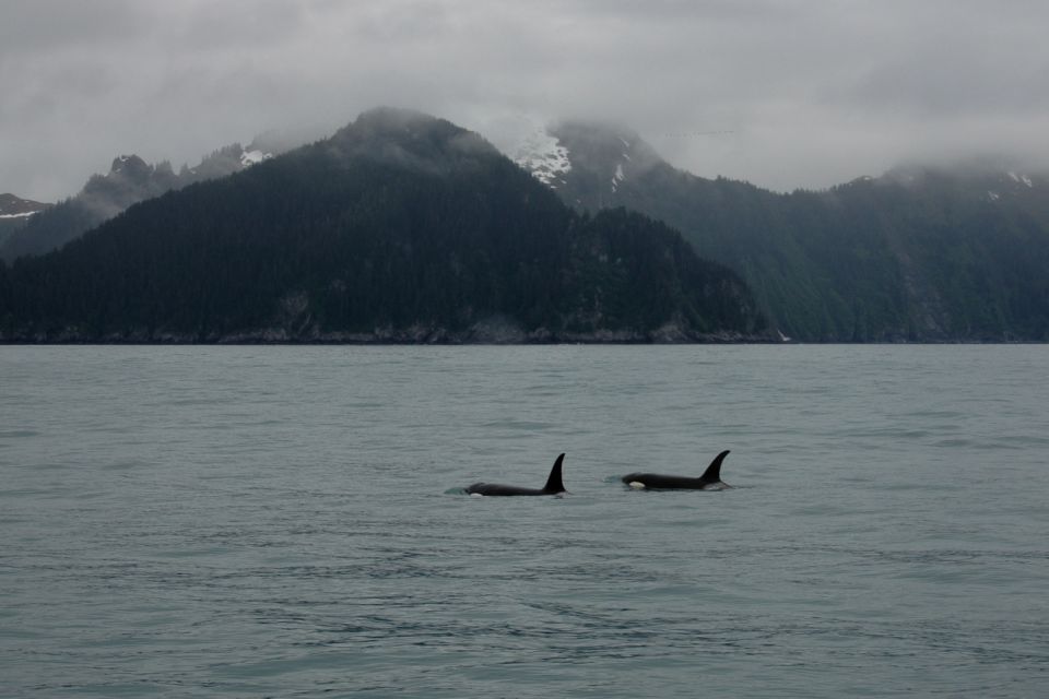 From Seward: Half-Day Resurrection Bay Wildlife Cruise Tour - An In-Depth Look at the Resurrection Bay Wildlife Cruise