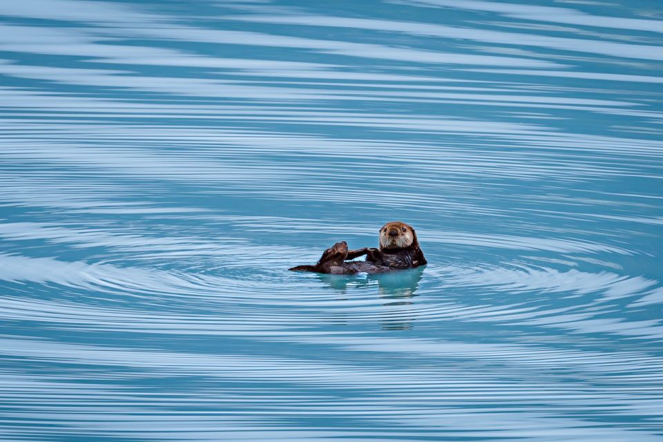 From Seward: Half-Day Resurrection Bay Wildlife Cruise Tour - FAQs