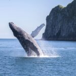 From Seward: Kenai Fjords National Park Cruise with Lunch - Wildlife Encounters You Might Experience