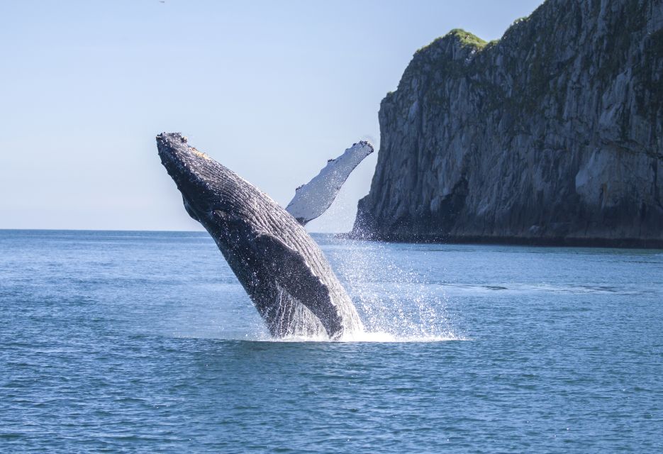 From Seward: Kenai Fjords National Park Cruise with Lunch - Wildlife Encounters You Might Experience