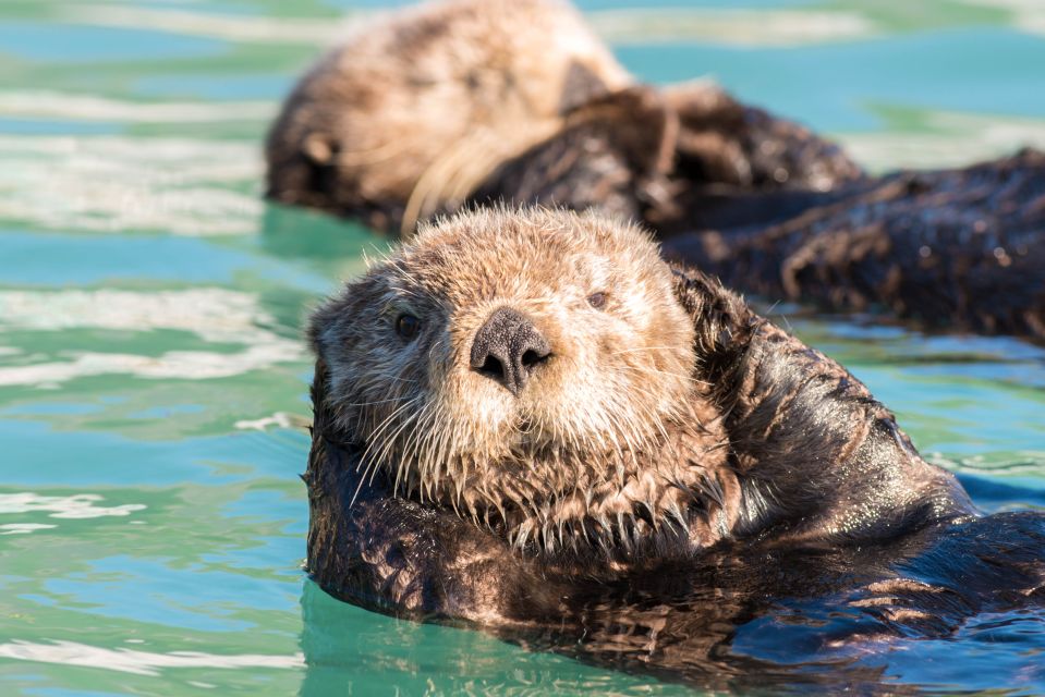 From Seward: Kenai Fjords National Park Cruise with Lunch - Who Will Enjoy This Tour?