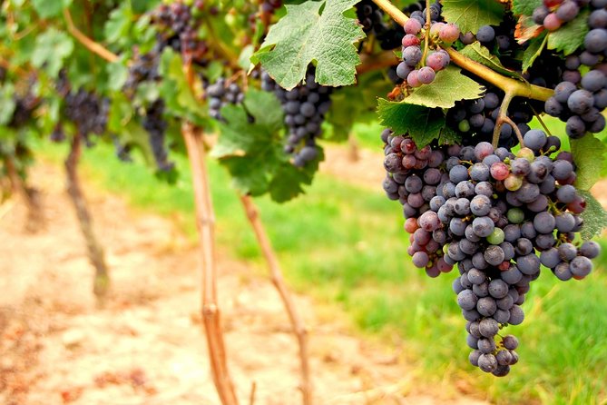 From SF: Napa and Sonoma Valley Wine Experience with 3 Wineries - Exploring the Full-day Napa and Sonoma Experience