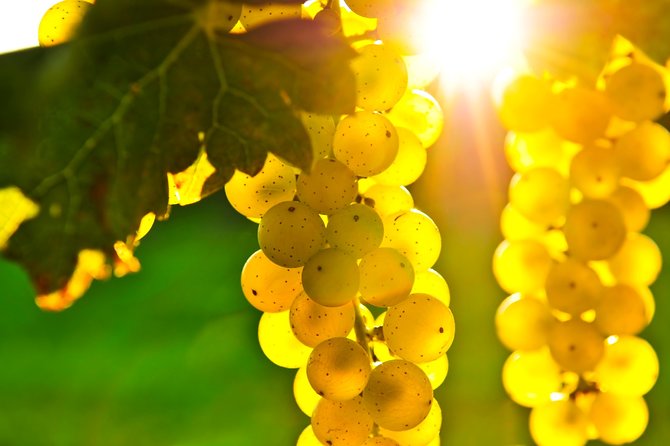 From SF: Napa and Sonoma Valley Wine Experience with 3 Wineries - FAQ
