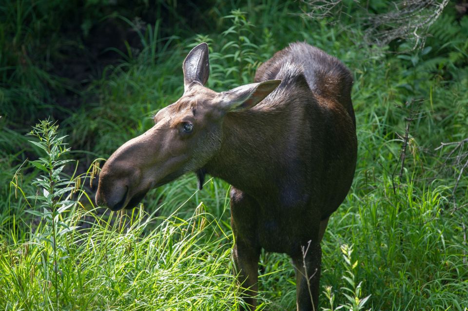 From Skagway: White Pass Summit Guided Bus Tour - Who Will Love This Tour?