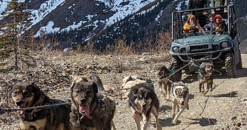 From Skagway: Yukon Sled Dog Mushing & White Pass Combo - Analyzing the Value
